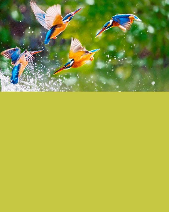 Gospel for Many Tongues - Bible Truth Publishers