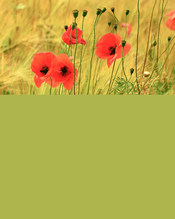 Gospel for Many Tongues - Bible Truth Publishers