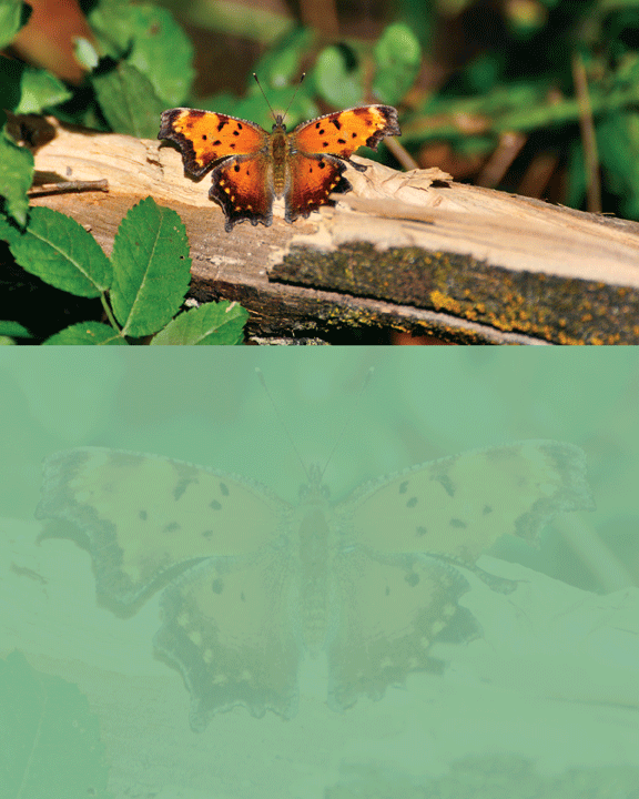 Gospel for Many Tongues - Bible Truth Publishers