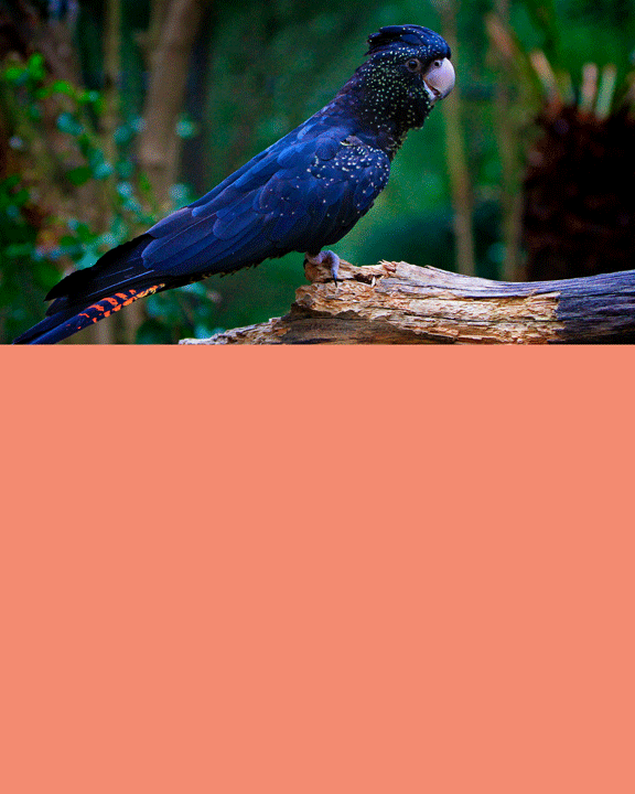 Gospel for Many Tongues - Bible Truth Publishers